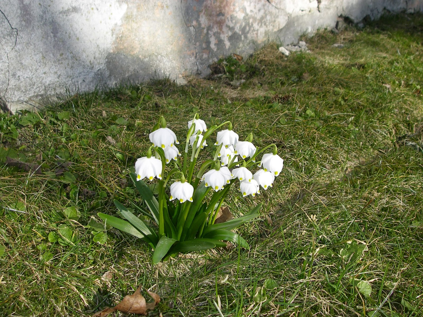 Raamatukogu Kabalas: Kevade lilled