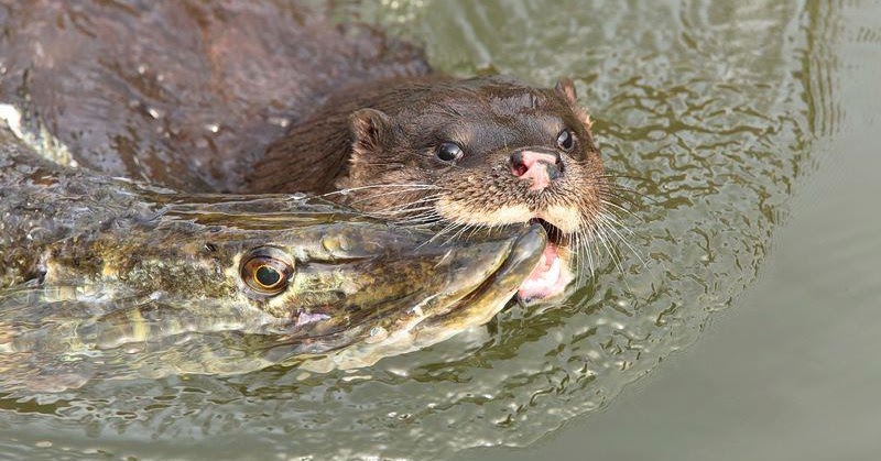 PREDACIÓN Y PROTECCIÓN | Carposo