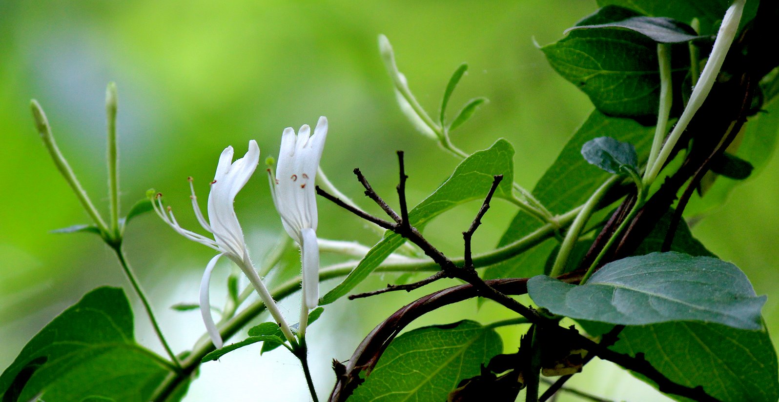 Edith L. Moore Nature Sanctuary, Houston Audubon Society (2016)