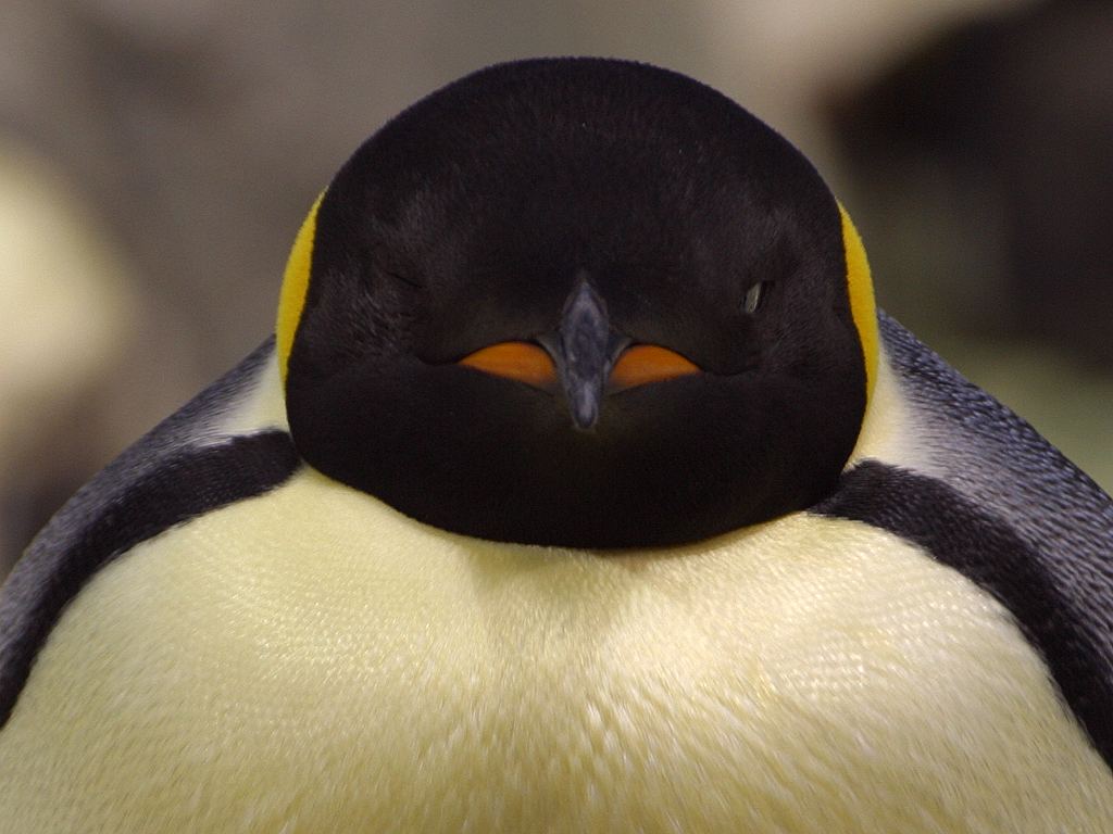 images of interest: Public domain images of penguins