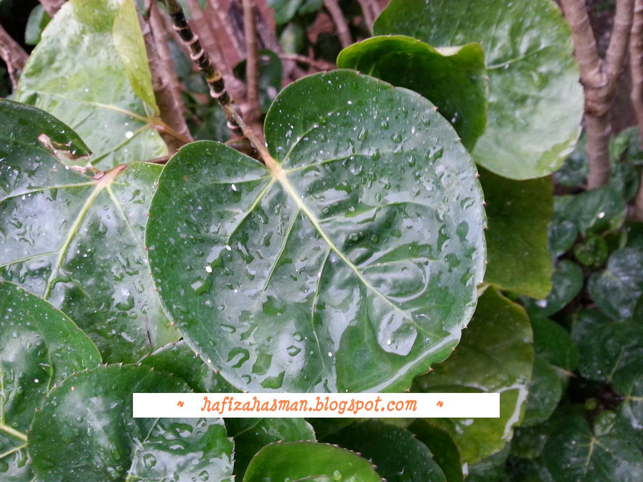 salamnusantara: Daun Piring