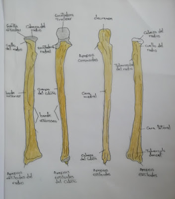 CONTEXTUALIZACION ANATOMICA: radio y cubito