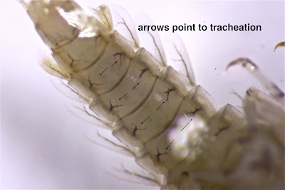 Aquatic Insects of Central Virginia: "Plauditus dubius" Small Minnow ...