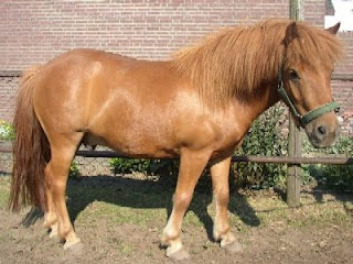 Paardrijden: Een paard en een pony