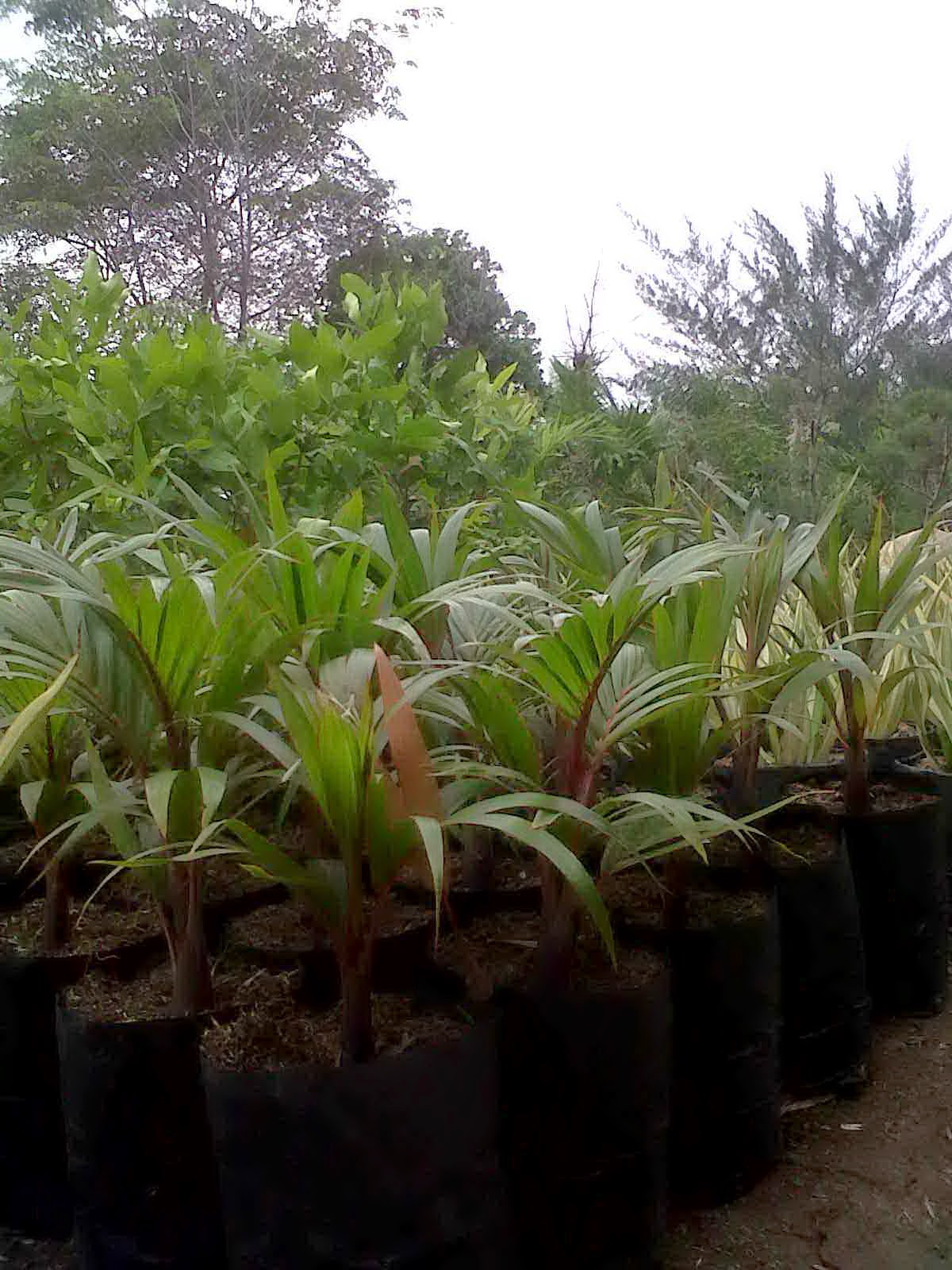 2014 ~ Menjual Jenis: Bunga,Pohon,Buah