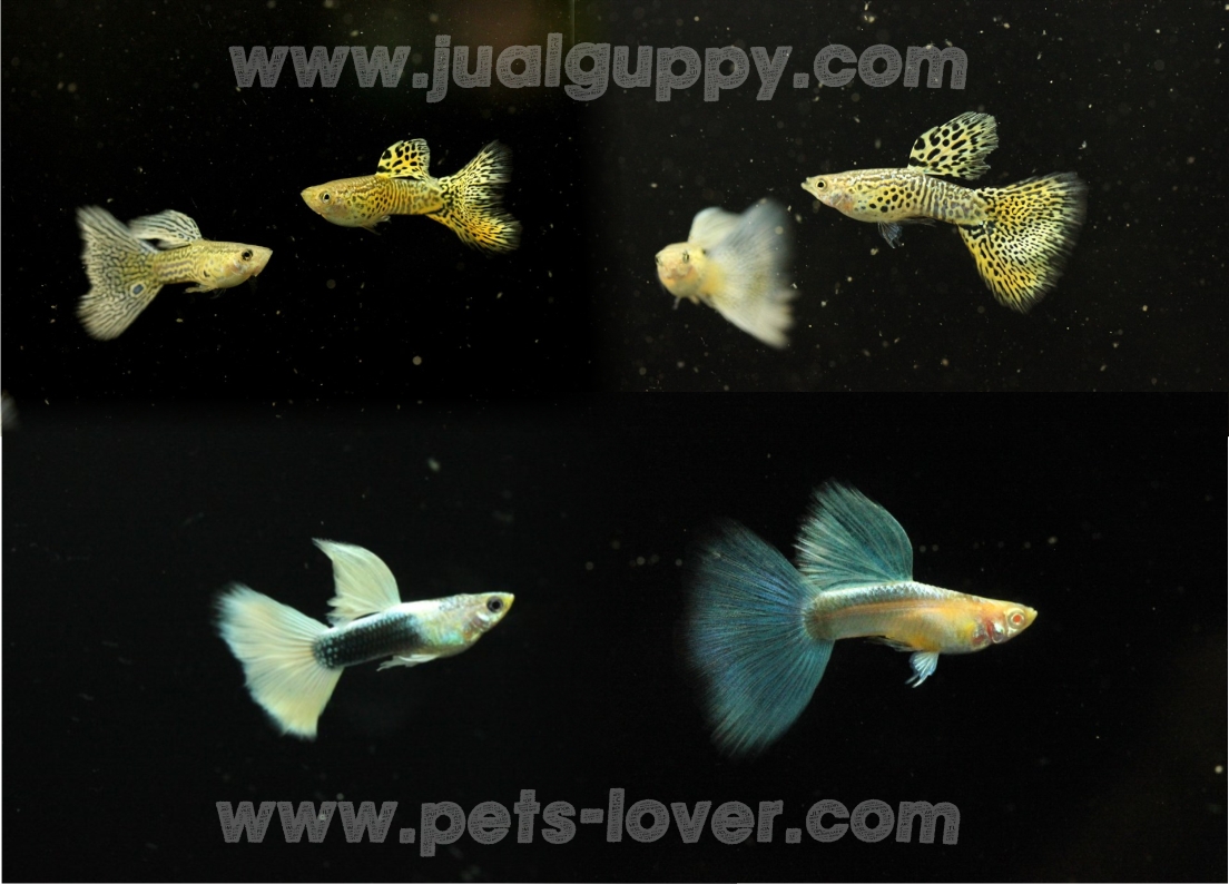 Apa itu Guppy? | Hewan Indonesia dan Jual Beli