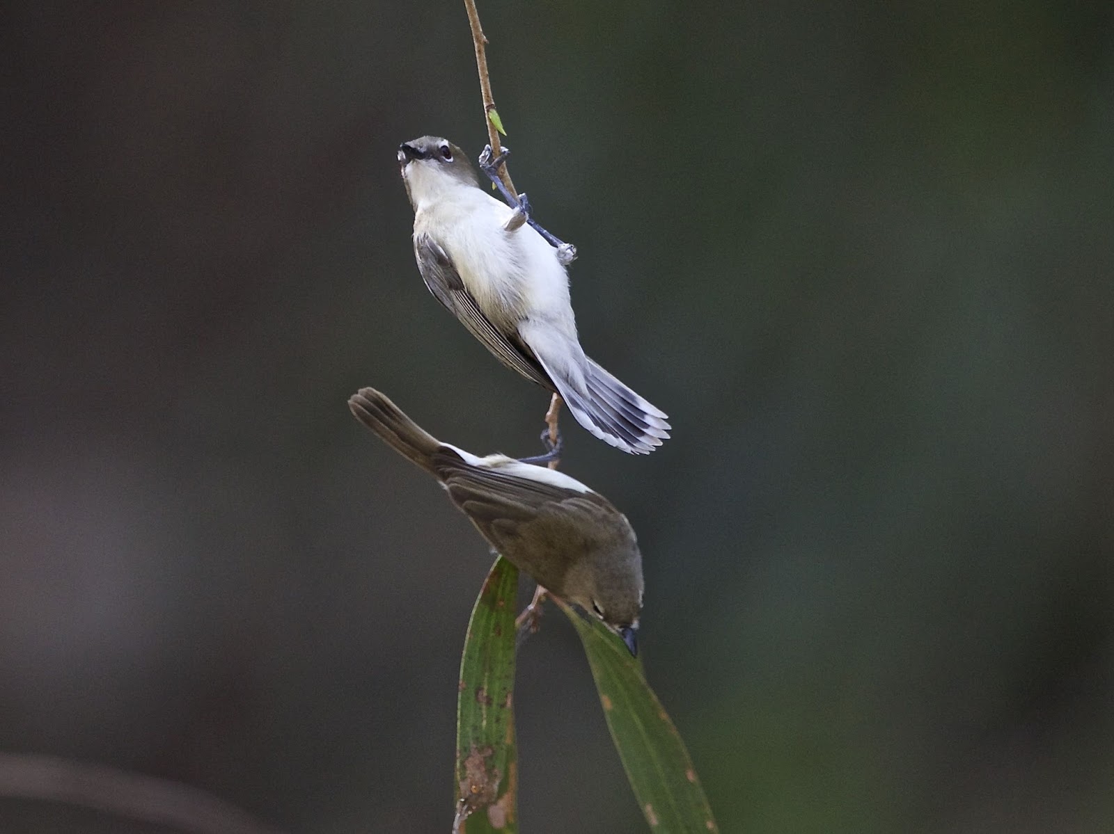 Avithera: Paluma Range National Park