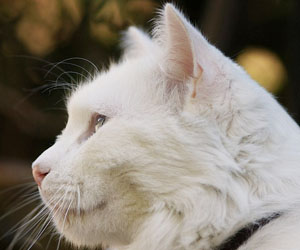 El gato de angora - características - El gato de angora