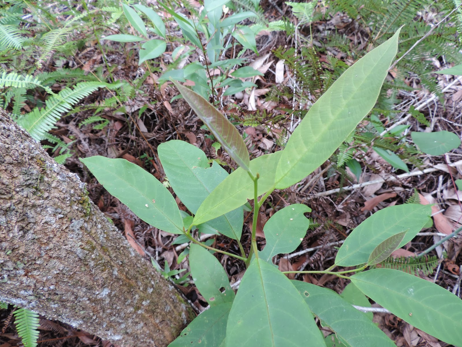 Litsea firma (Blume) Hook.f. ~ Prapatan SPS