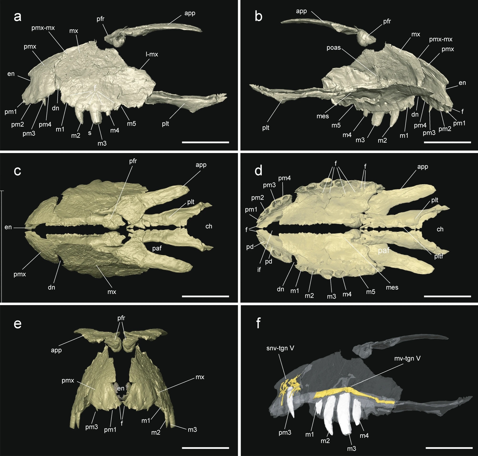 Species New to Science: [Paleontology • 2020] Ogresuchus furatus • A ...