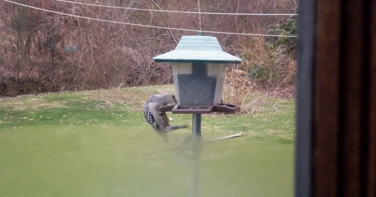Searching for a Balance: Northern Flicker at the feeder