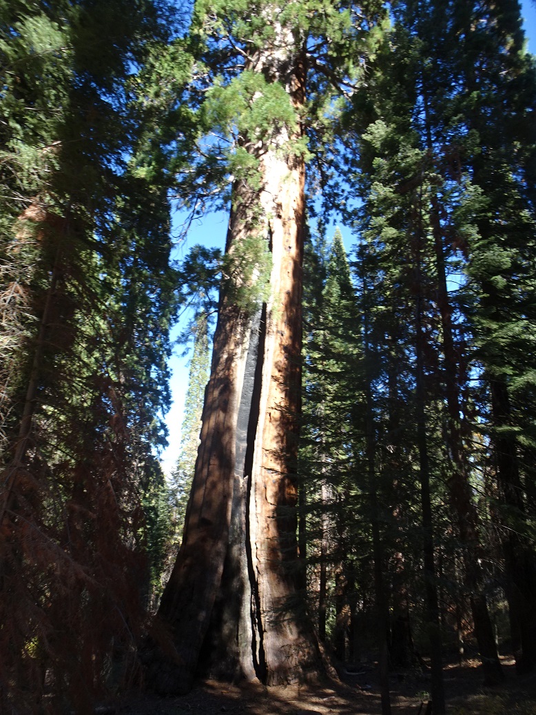 Traveling with Tucson : Kings Canyon - The Boole Tree and Chicago Stump