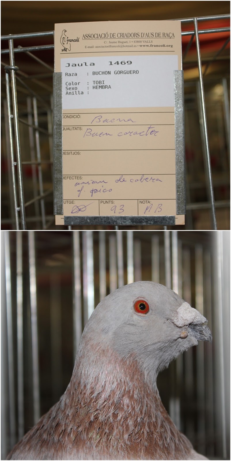 Mis amigas las palomas: Fotos palomas de raza