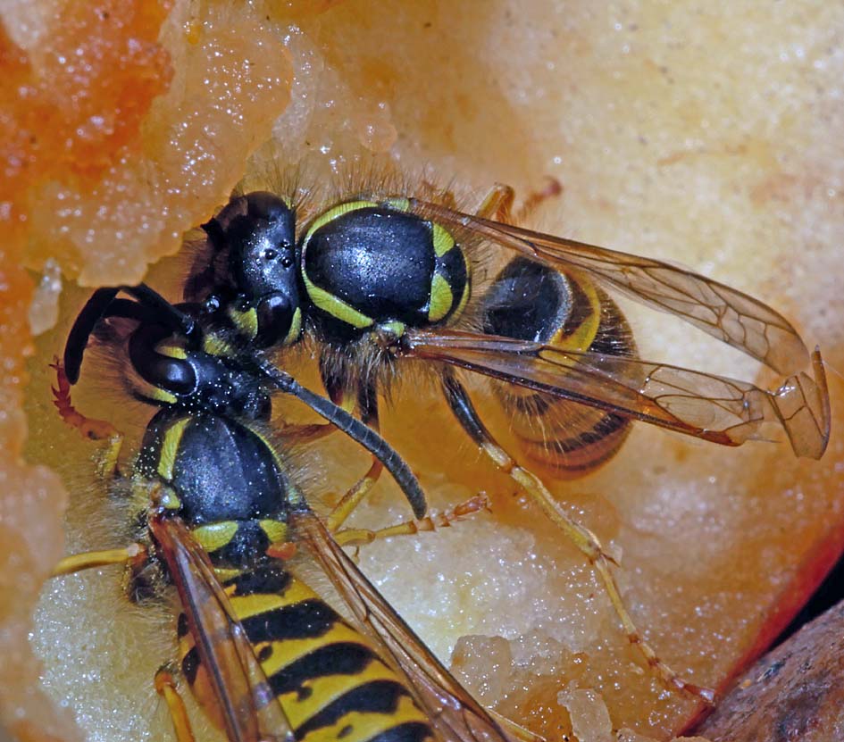 CABINET OF CURIOSITIES Wasps The End Is Near CABINET OF CURIOSITIES Wasps The End Is Near