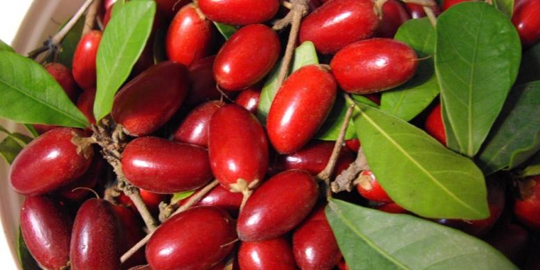 Mengenal Aneka Manfaat Buah Melinjo untuk Kesehatan | Naviri Magazine