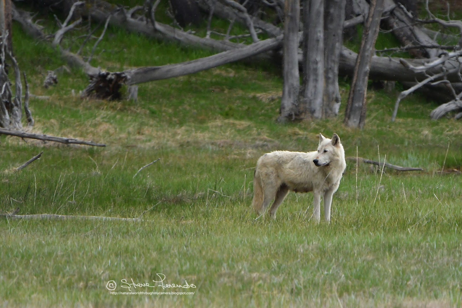 "Natural World" Through My Camera: YELLOWSTONE WOLF ENCOUNTERS