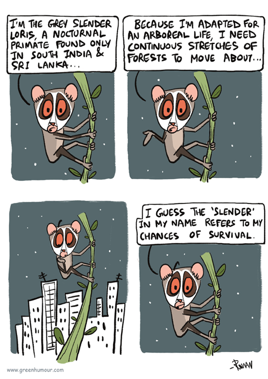 Green Humour: Grey Slender Loris