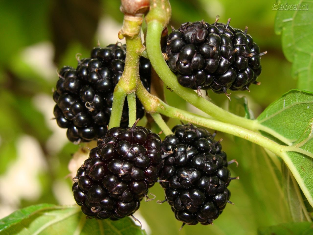 Sítio da Cris: Aaaamooo FRUTAS!