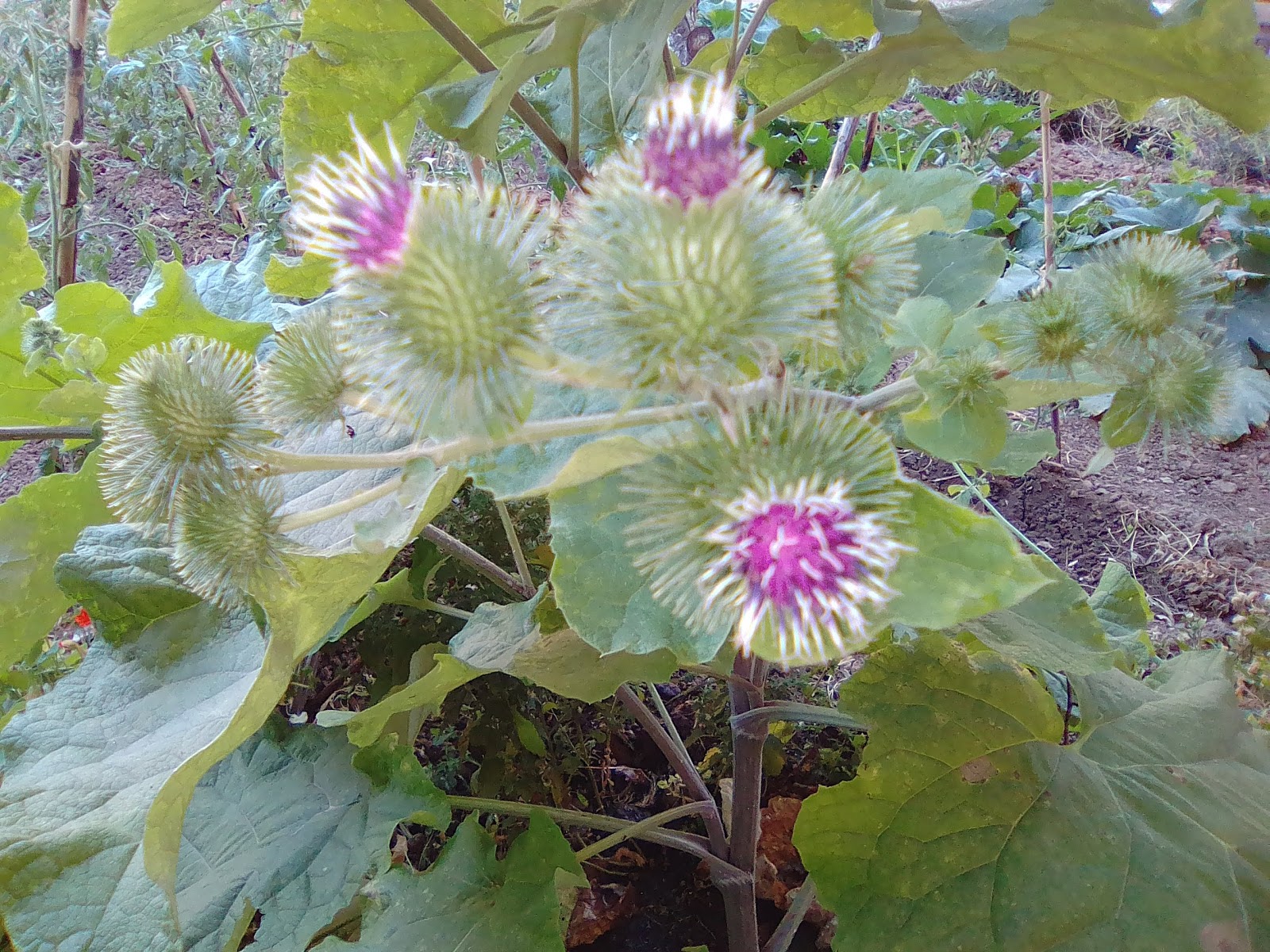 ekoVergel: Lampazo o bardana (GOBO)