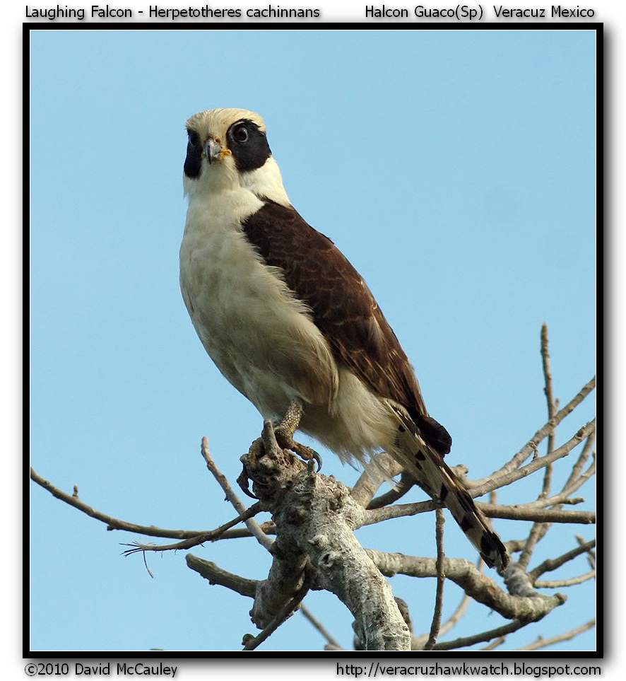 Veracruz Hawkwatch