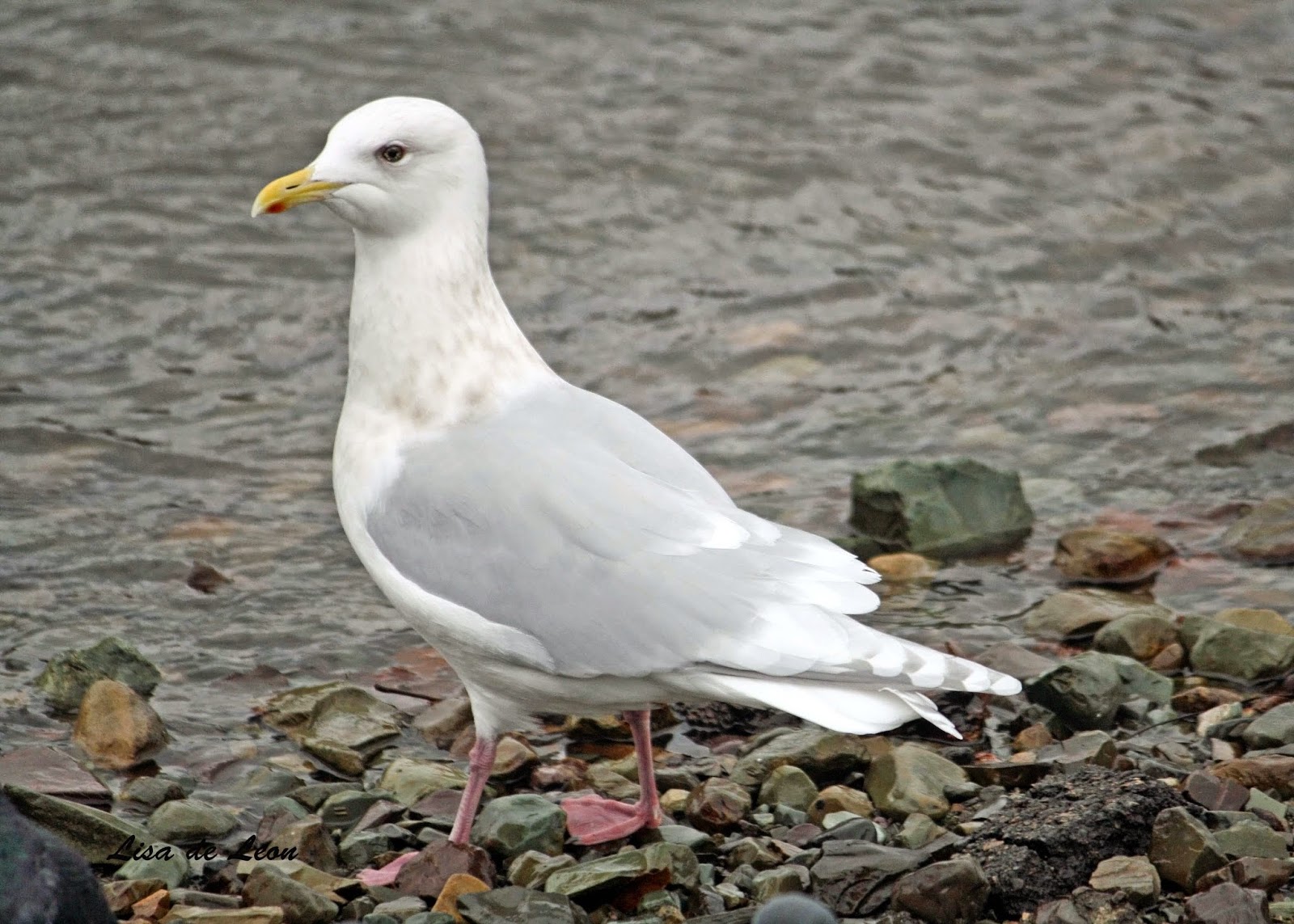 Birding with Lisa de Leon: Post #1000: Gulls of Newfoundland