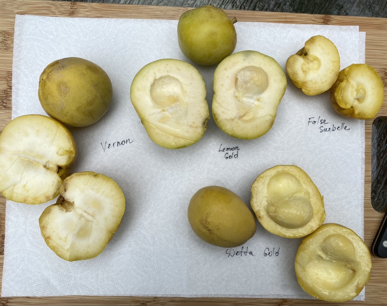 Gardening : Early White Sapote cultivars