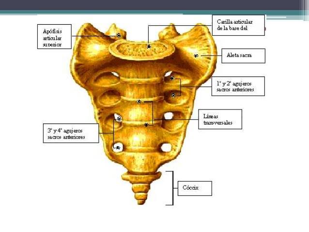 ANATOMIA FUNCIONAL: OSTEOLOGIA- Esqueleto Axial:Columna Vertebral ...