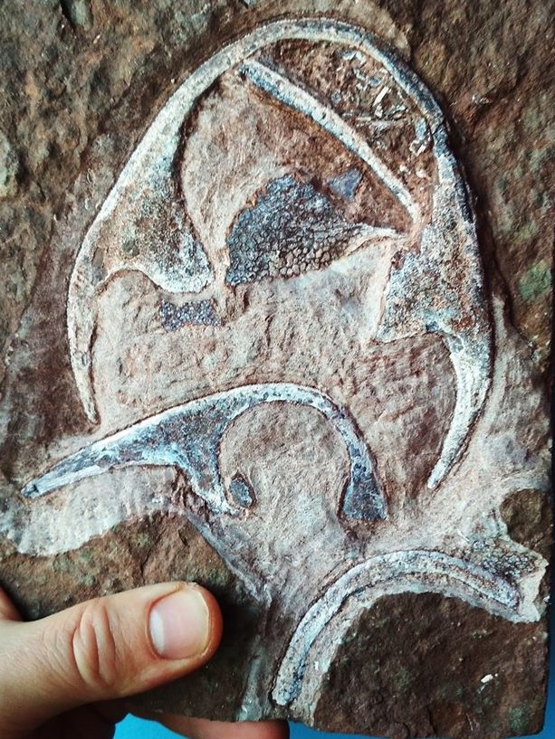 FOSSIL HUNTRESS: ZENAPIS PODOLICA