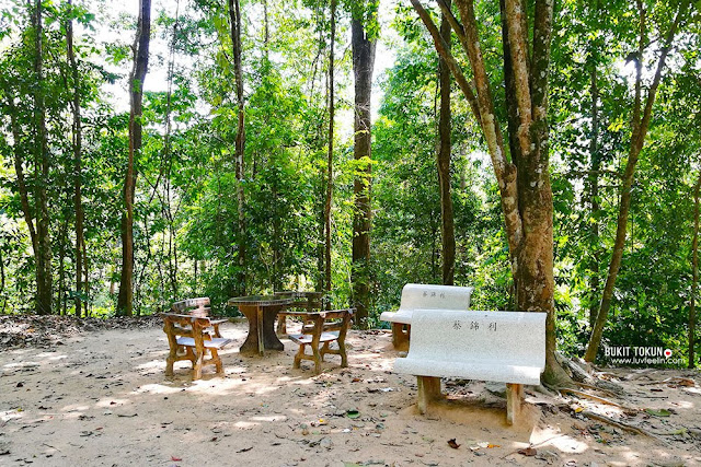 Bukit Tokun 大山脚卓坤山[必拍]大树 - 乐飞翎 ♥ LUVFEELIN