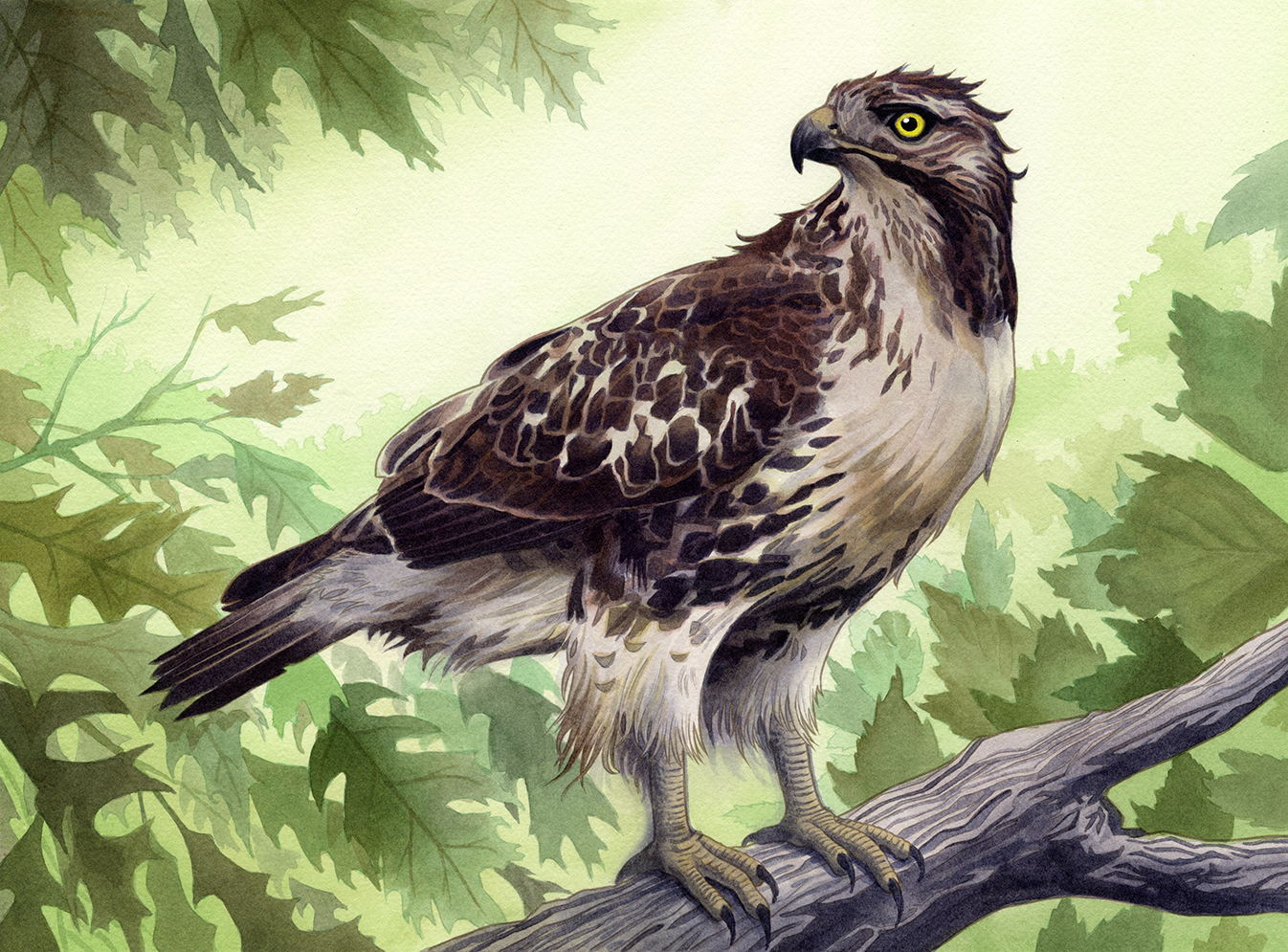Alan Hawley Illustration: Hawk Acrylic Painting