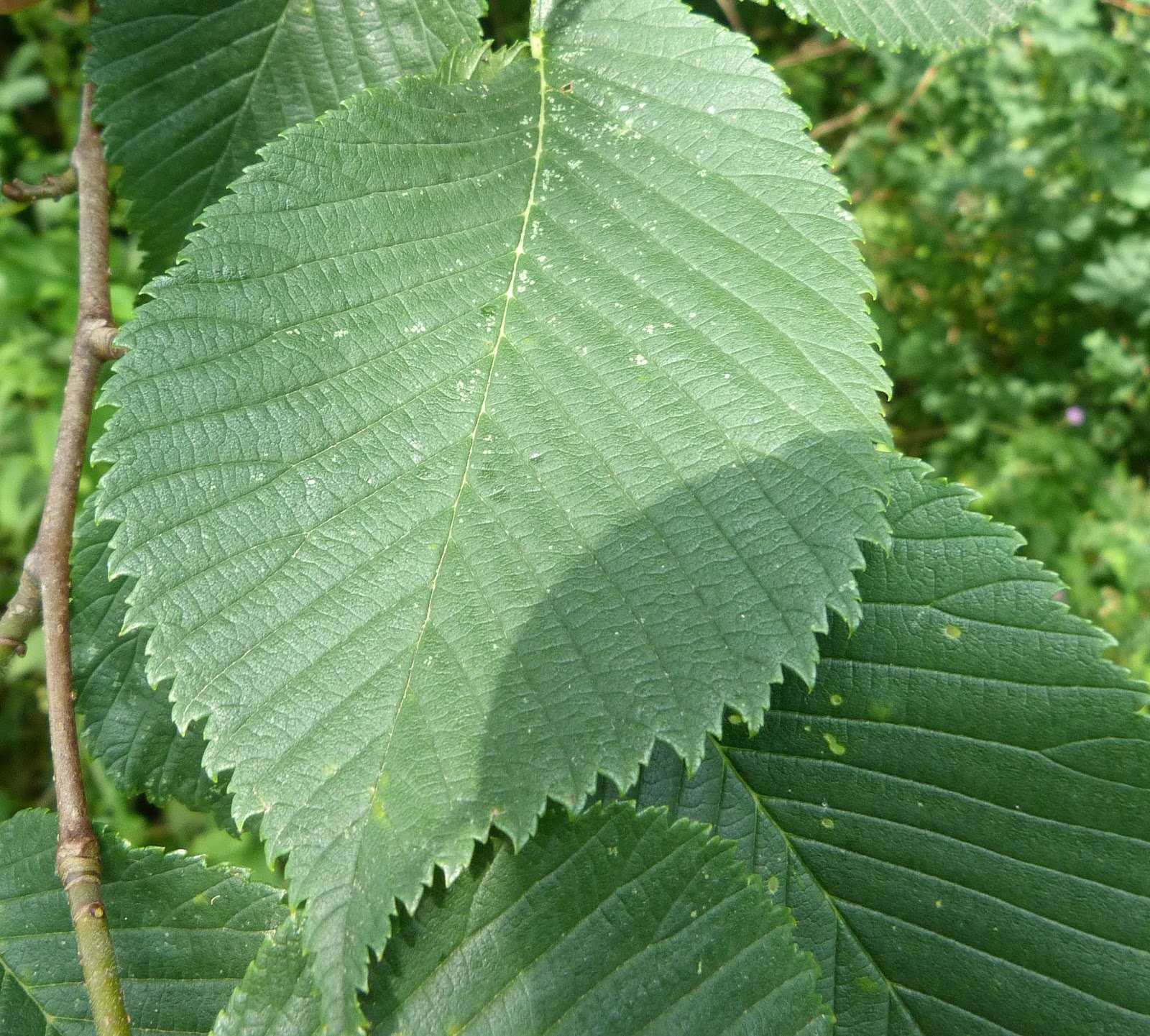 Insects of Scotland: Galls/Leaf-miners