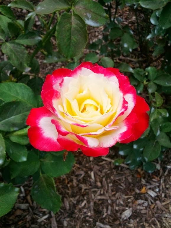 Local-Lady: Loving the Rose City: A year in Richmond, Indiana 2013