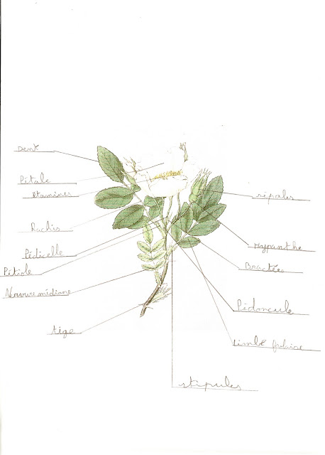 le club de la nature: La rose