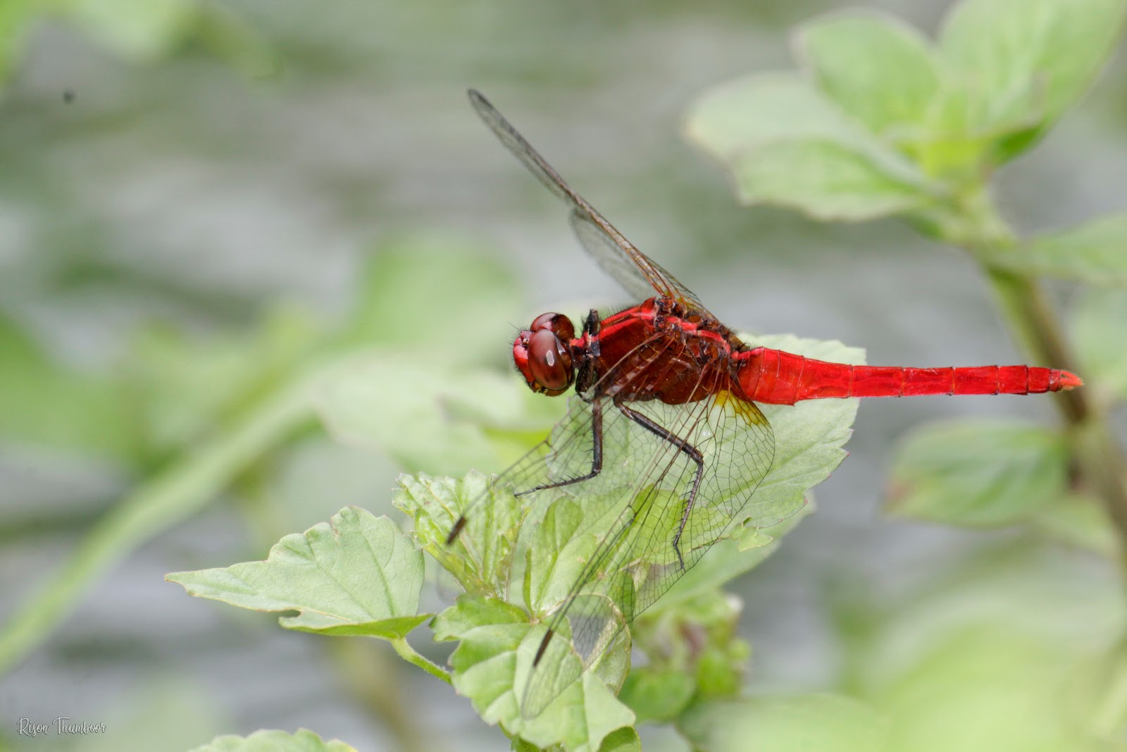 Dragonflies and Damselflies Of Kerala: Rufous Marsh Glider (Rhodothemis ...