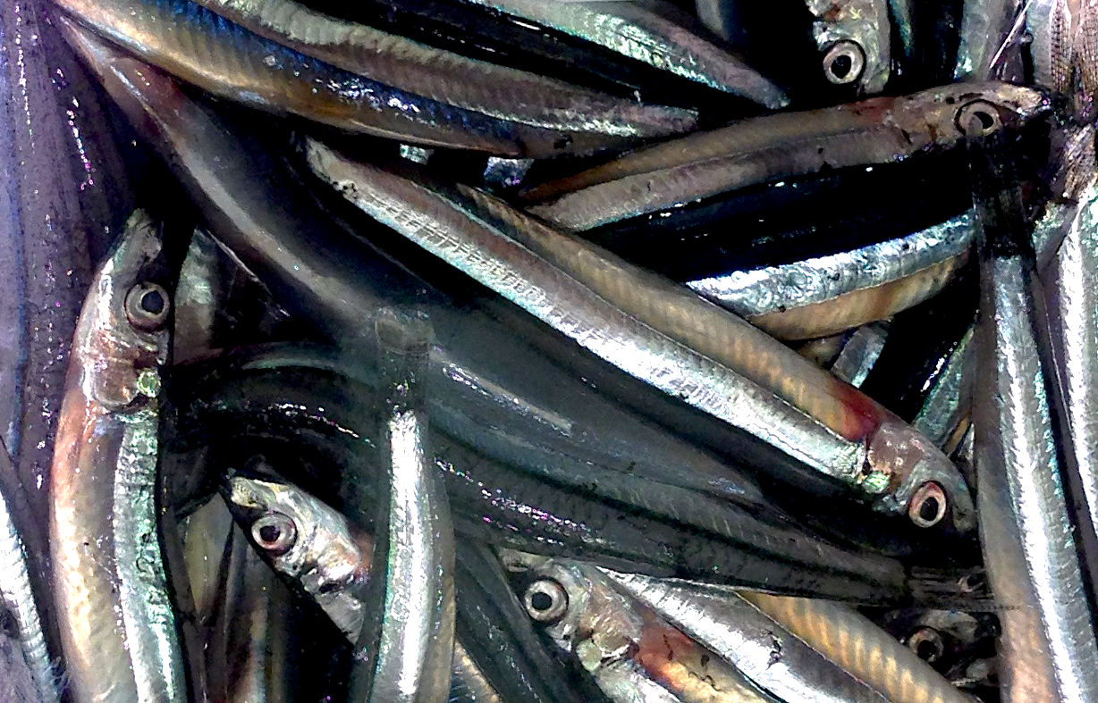 Aquarium Movies (Japan) archive 生きている魚図鑑: ニシン Pacific herring Clupea ...