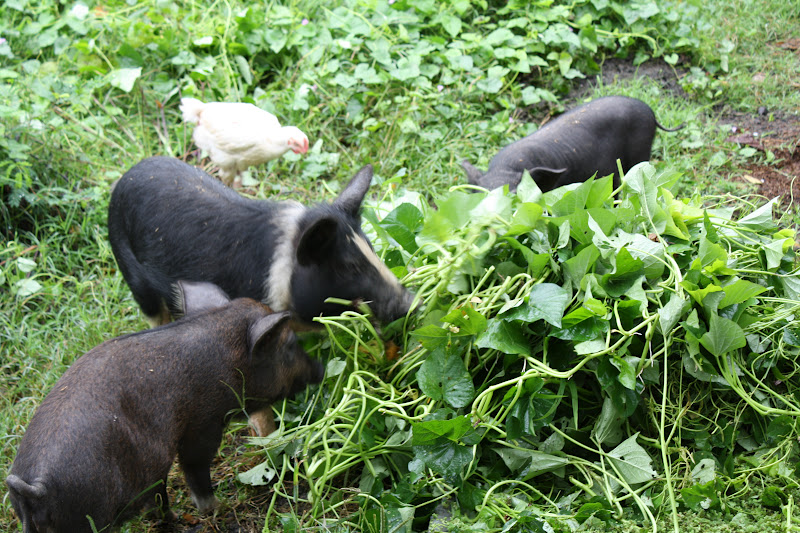 Spread Organic Agriculture in the Philippines: SEMINAR: Native Pigs, June 2