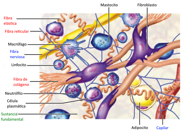 B.log.ia 2.0: El nivel tisular