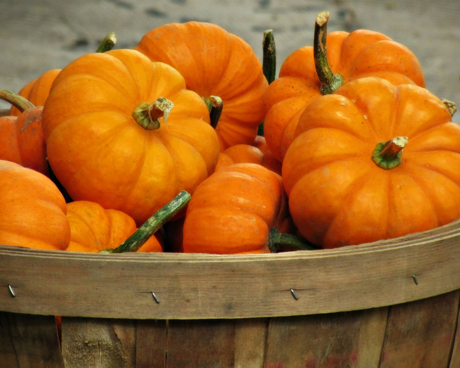 Autumn Pumpkins ~ Autumn Posters Picture