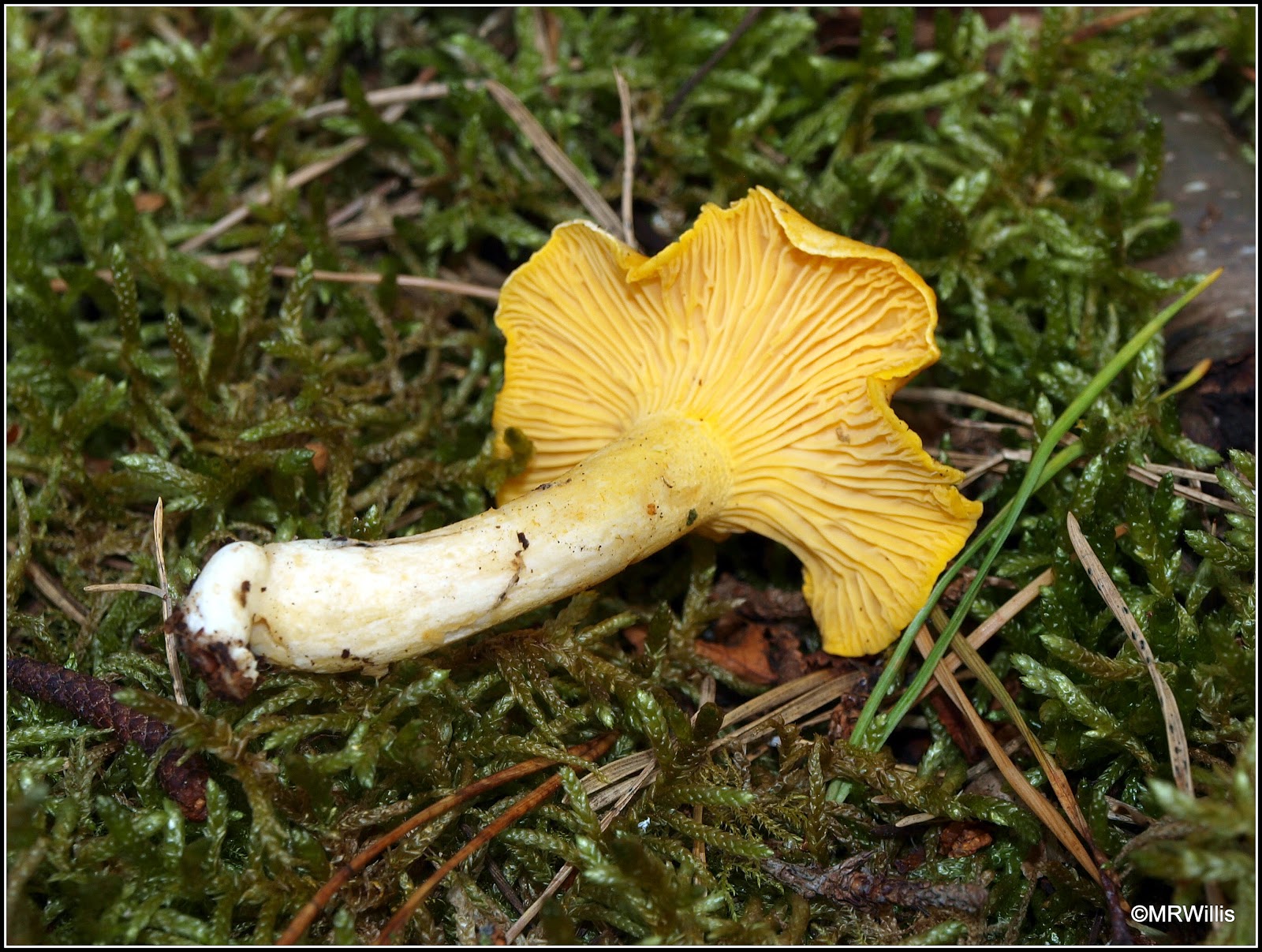 Mark's Veg Plot: Chanterelles