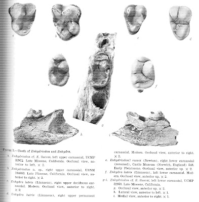 The Coastal Paleontologist: The terrible fossil record of sea otters ...