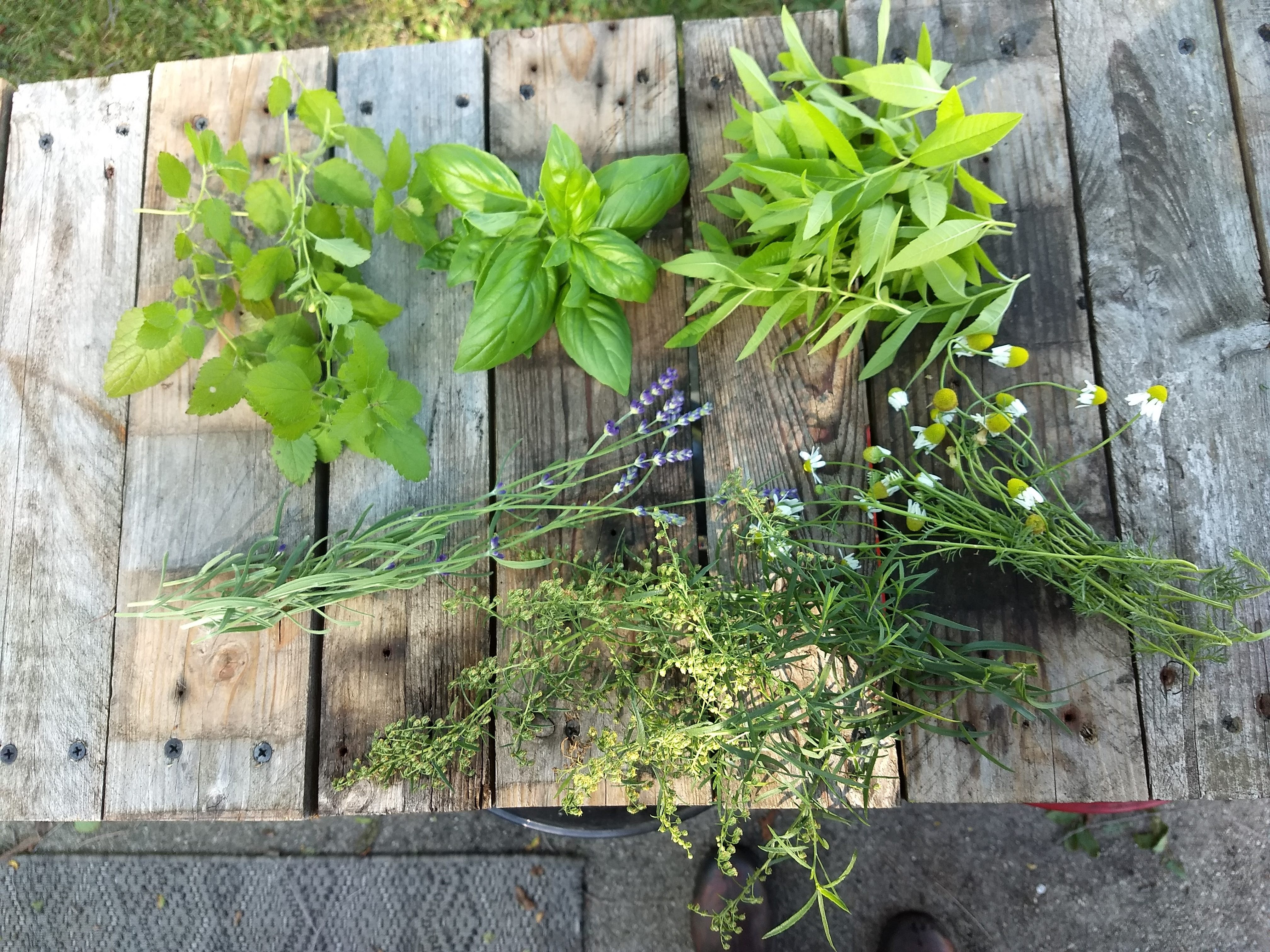 Backyard Patch Herbal Blog: August in the Backyard Patch Garden