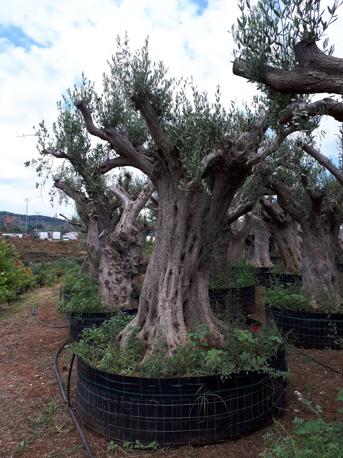 ΦΥΤΩΡΙΑ ΔΕΛΤΑ NURSERIES DELTA TREES LTD: ΕΛΑΙΟΔΕΝΤΡΑ - ΕΛΙΕΣ ΗΛΙΚΙΑΣ ...