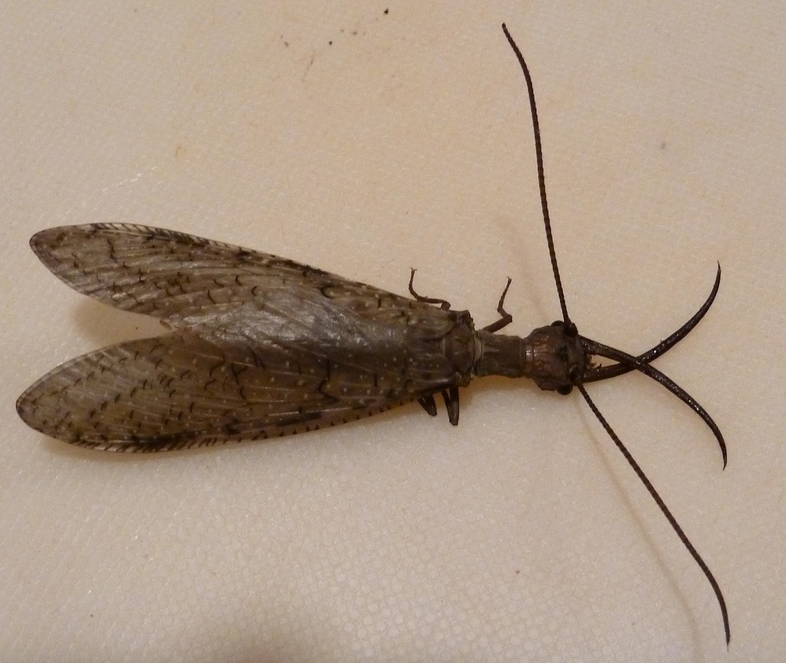 Springfield Plateau: June 2012