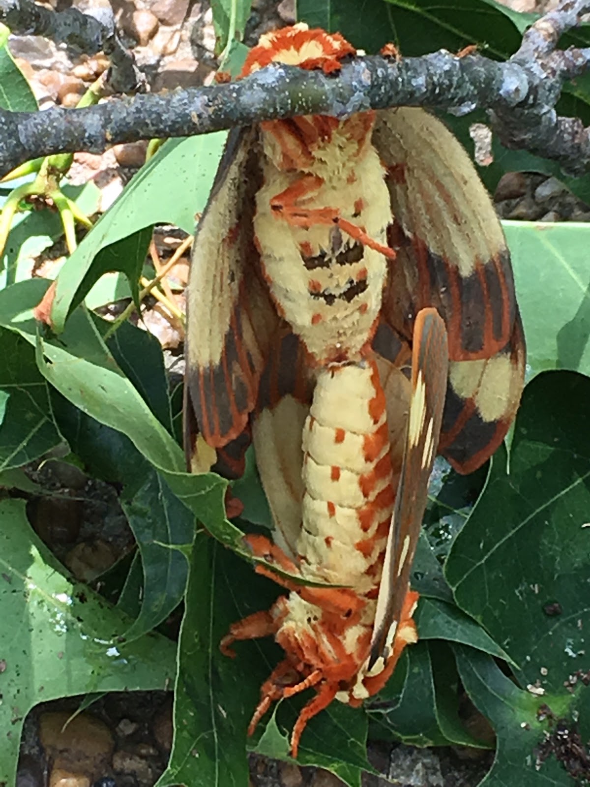 Springfield Plateau: Regal Moth and the Devil