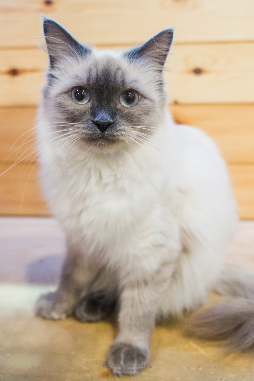 [韓國] 釜山喵世界 (一) POCAT