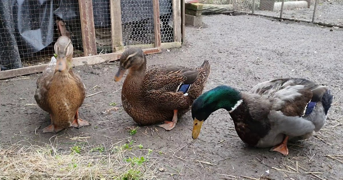 Rouen Duck Facts, Lifespan, Size, Height, Care