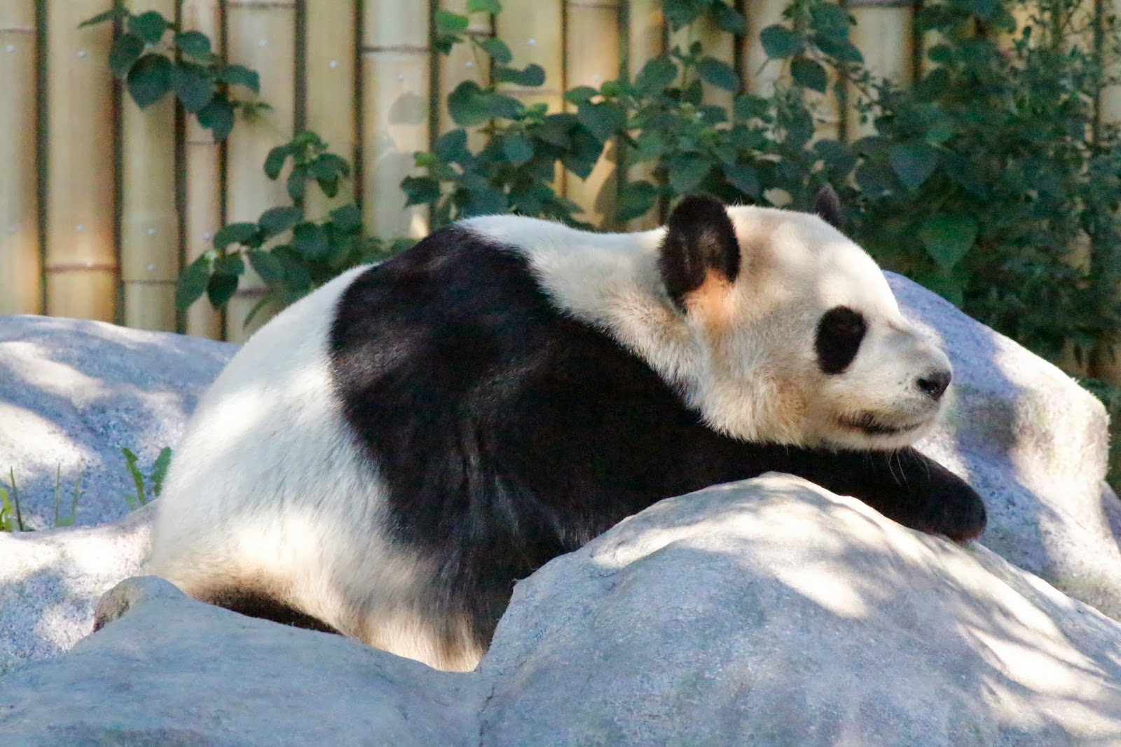 TORONTO ZOO PHOTOGRAPHY by Derick Chik : Giant Panda - Special
