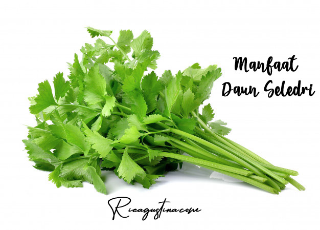 Resep Daun Seledri dan Serai Rebus Serta Manfaatnya Pada Tubuh