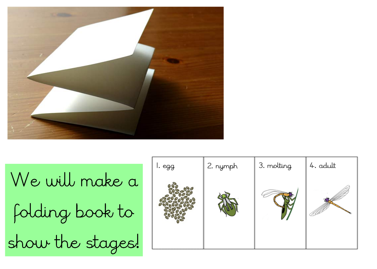 Year 5: Science - Life Cycle of a Dragonfly