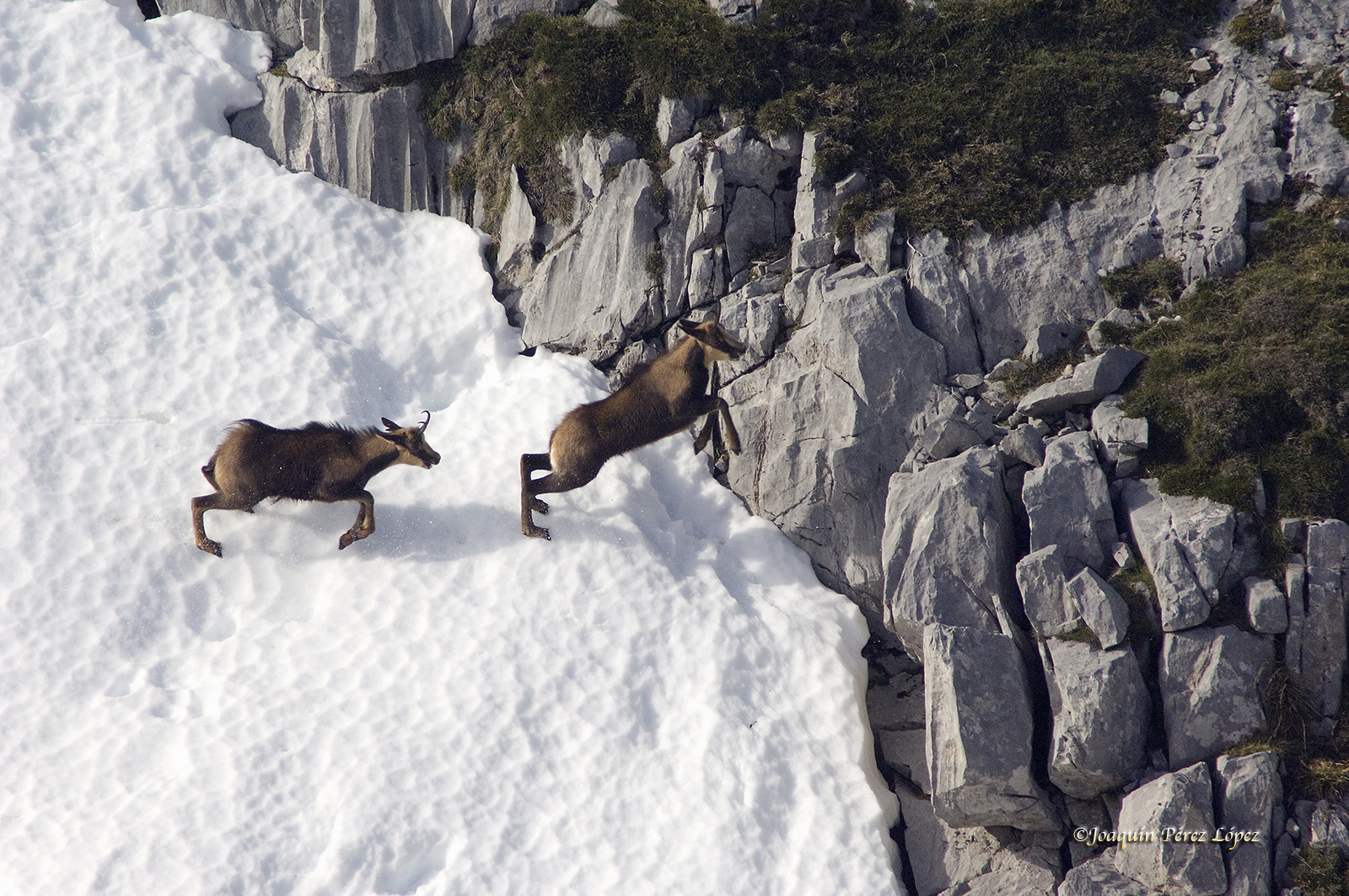 FOTO Y VIDA SALVAJE: El rebeco cantábrico (Rupicapra pyrenaica parva)